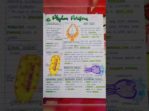 Phylum porifera