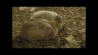 Secret film exposes chicken factory farm horror of UK industry ...