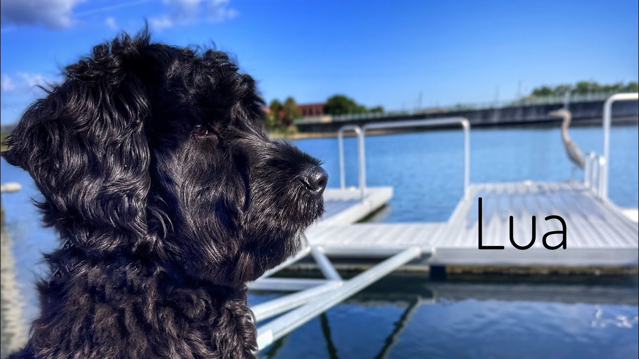 7mo Portuguese Water Dog (Lua)  | 2 Week Board & Train | Best Dog Trainers in Florida 