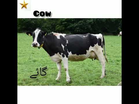 Farm and pet animals with Urdu meaning