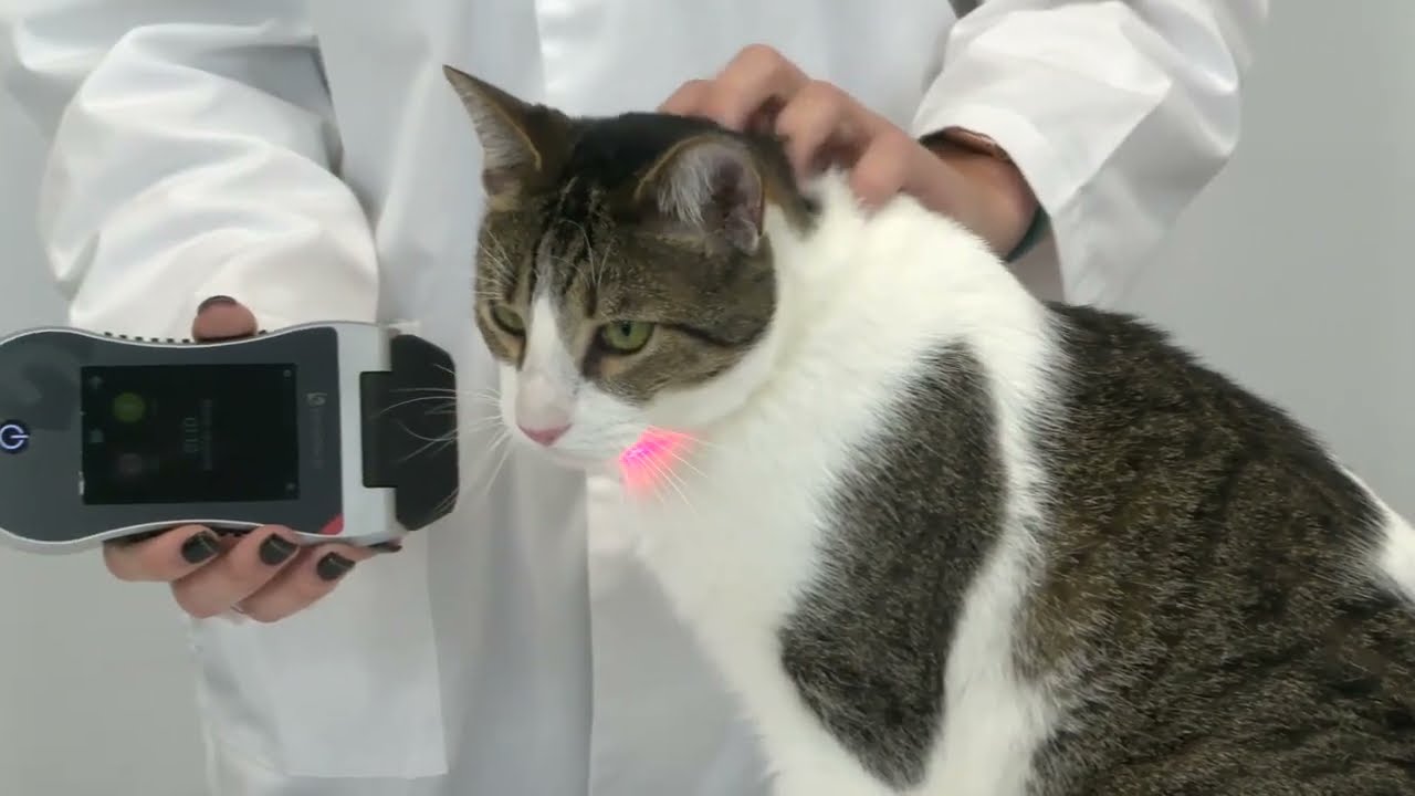 Low Level Laser Therapy For Small Animals - Magne-tec