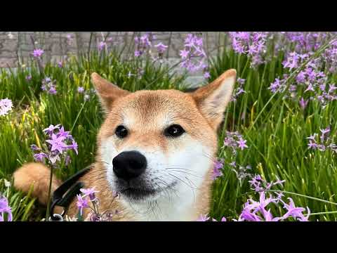 Unleashing The Adorable And Playful Side Of Shiba Inus: Exploring Their Temperament And Personality