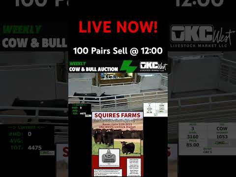 OKC West is Live! #livestock #feedercattle #livestockauction