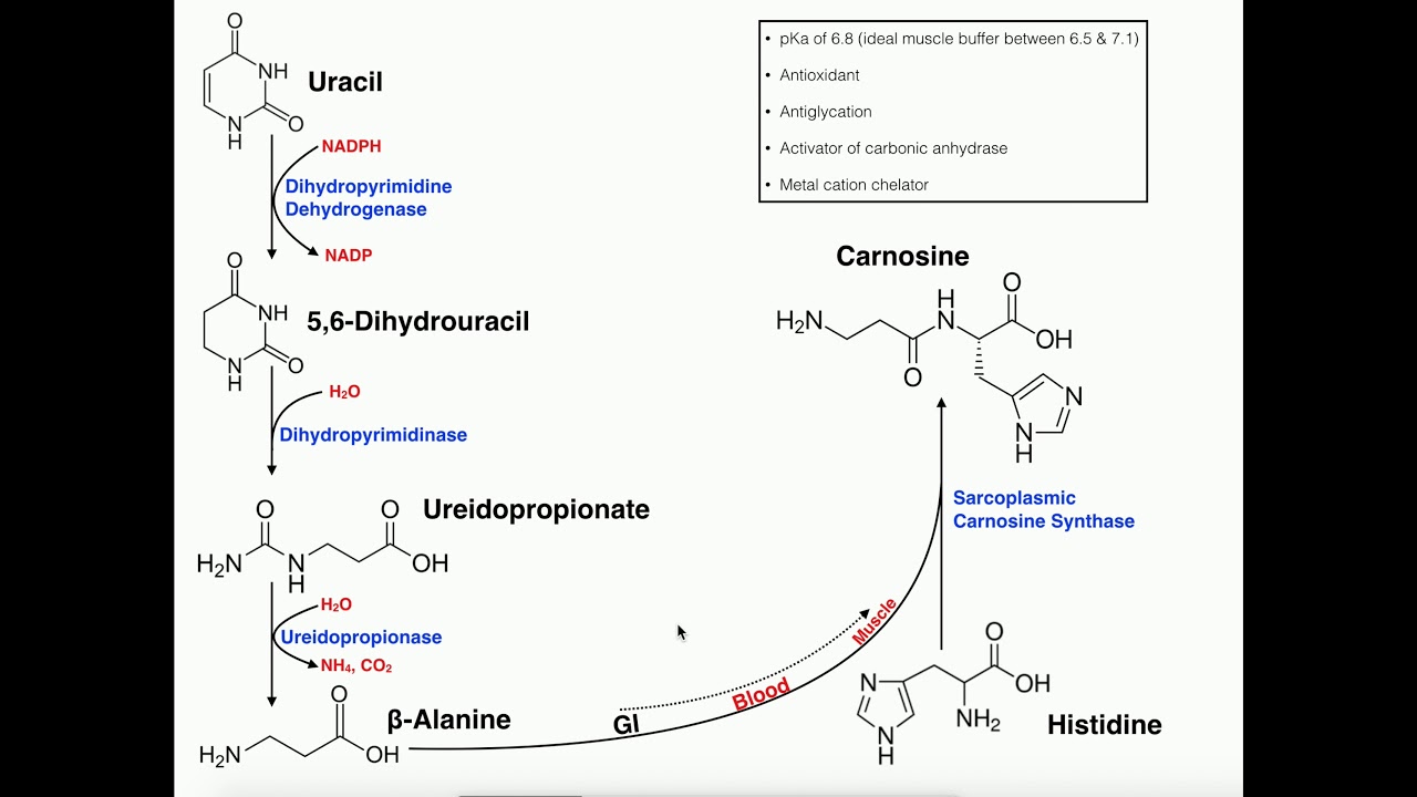 Exercise Physiology | Beta-Alanine, Carnosine Biosynthesis & Functions