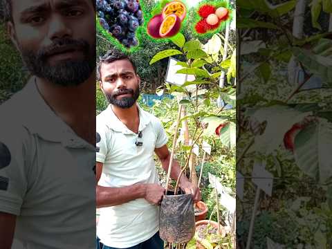 fruit plant nursery near me | nursery garden near me | plants wholesale nursery near me