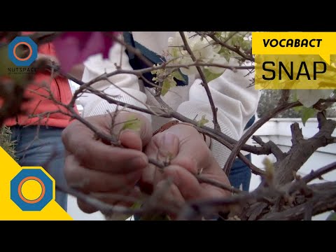 Snap Meaning | VocabAct | NutSpace