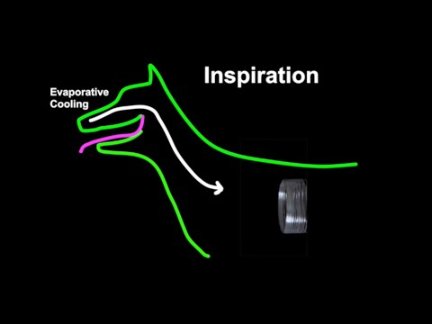 The Science of Panting in Dogs