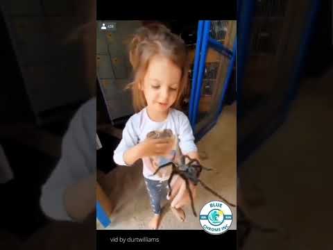 Tarantulas and a Little Girl