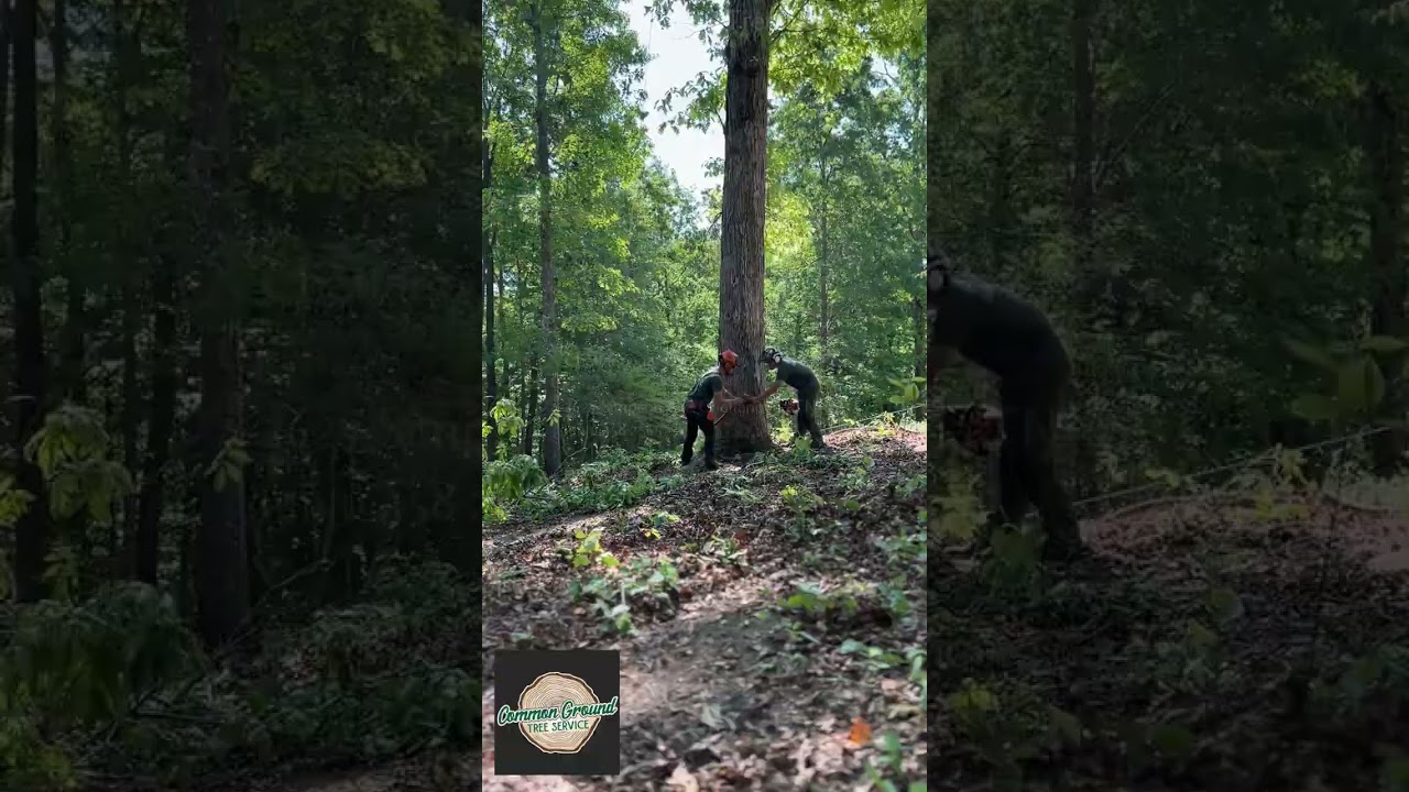 2 guys cutting Down a Tree - Chattanooga Tree Removal