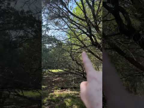 TEXAN CEDARS are JUNIPER TREES!