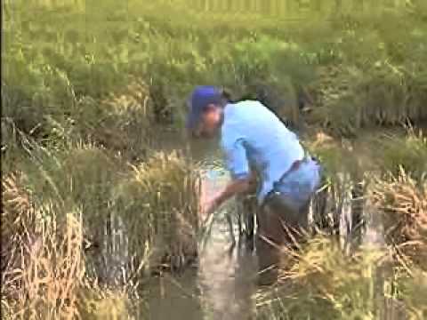 Scouting for the panicle rice mite