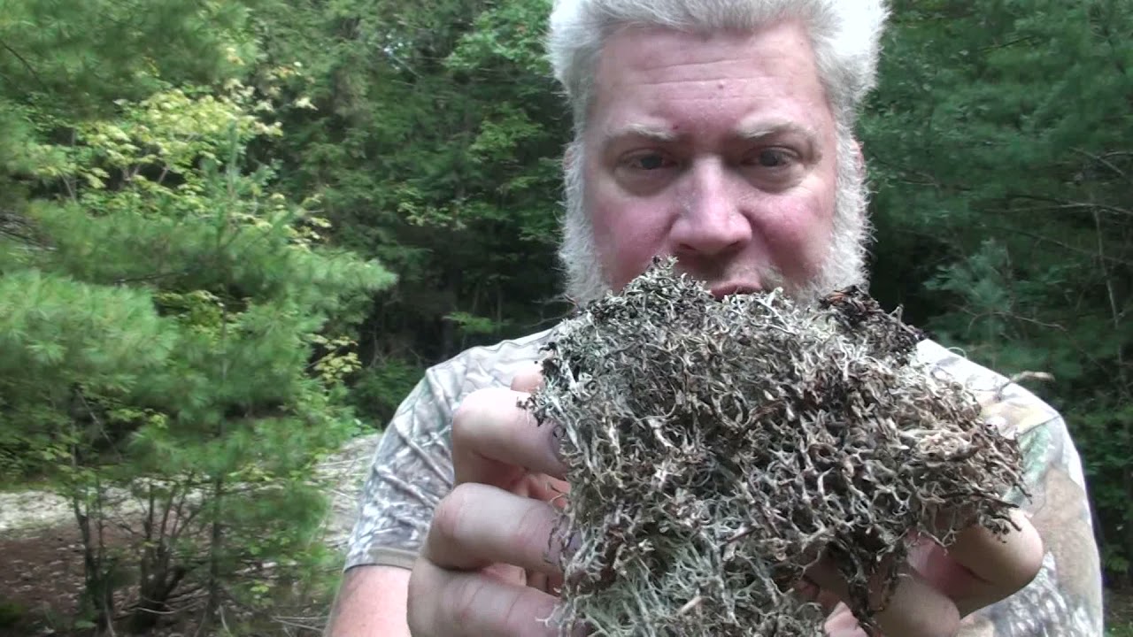 Caribou Moss