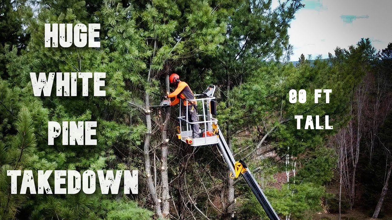 HUGE WHITE PINE TREE REMOVAL 80ft TALL | Job Vlog#1