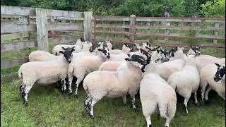 Sheep for Sale & Wanted | Border Livestock Exchange