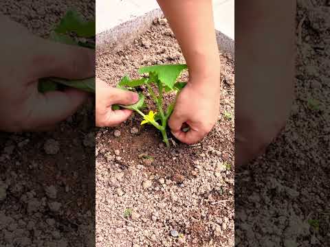 Cucumber planting tips they have to be removed quickly #shorts #plantingtips