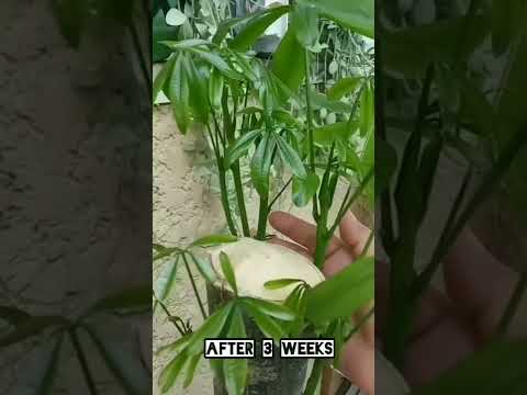 EASY MONEY TREE YOU CAN GROW MORE FROM CUTTINGS #shorts #moneytreegrowing
