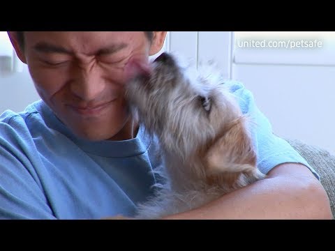 United — What you need to know before flying with your pet