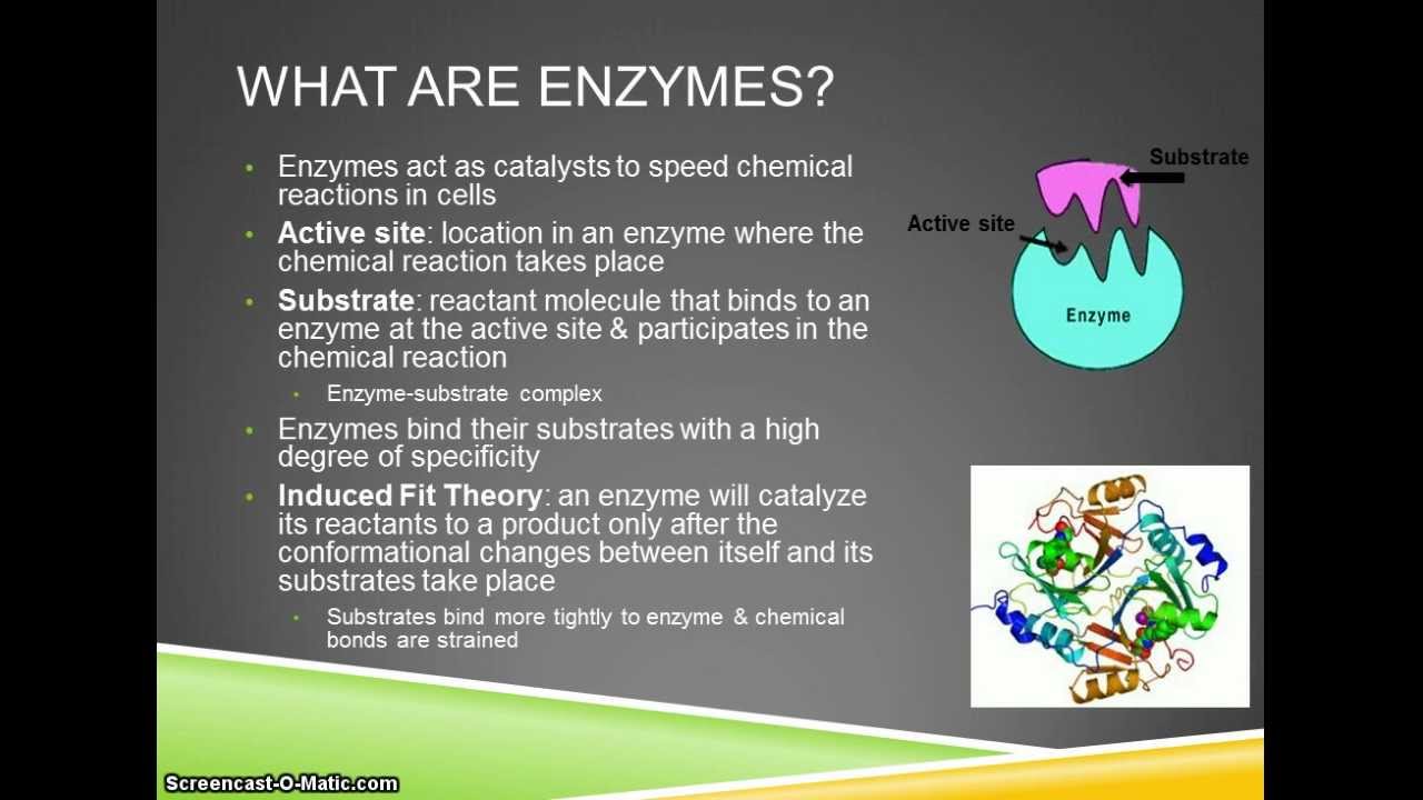 Lab 7: Enzymes- Introduction