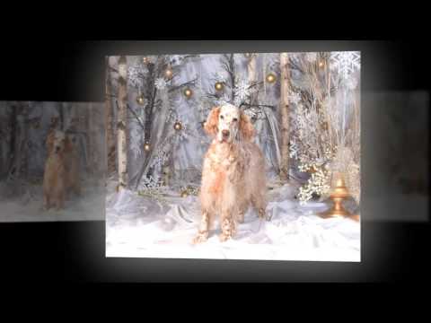 holidaypooch 1080p xmkxk62dEt