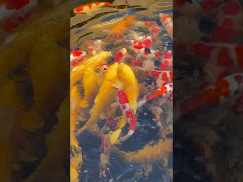 Look at those Yamabuki Ogon!! Insanely colourful Japanese koi pond. #japanesekoi #koifish