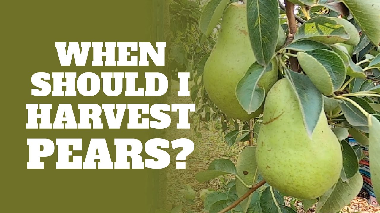 Quick Tip: When to Harvest Bartlett Pears