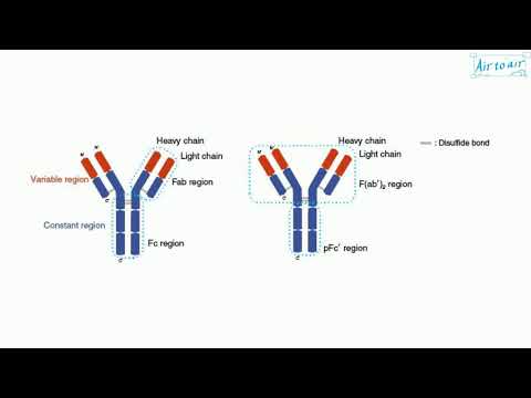 fragment crystallizable region (English) - Medical terminology for medical students -