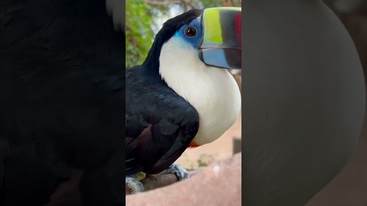 Toucan | Aviary Birds | Nordsjalland Bird Zoo