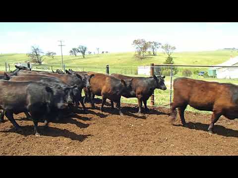 Delta Livestock - Lerida Pastoral Company, Gunning