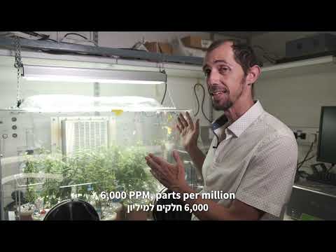 Can trees cope the conditions on Mars?