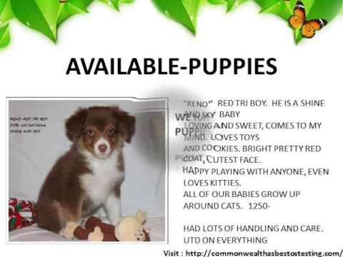 Australian Shepherd Dogs For Sale