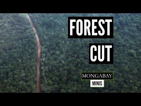 Mining company given rights to cut through biodiverse forest in Indonesia