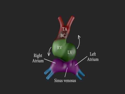 Development of the Heart (3D)