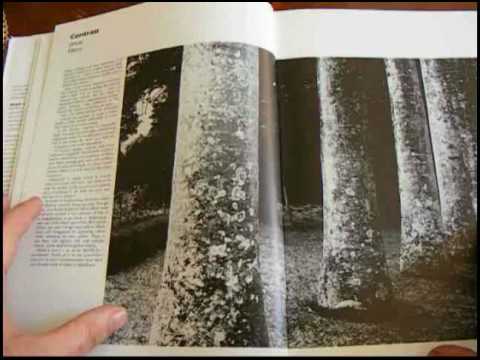 Begin With Bailey Photography Book Review