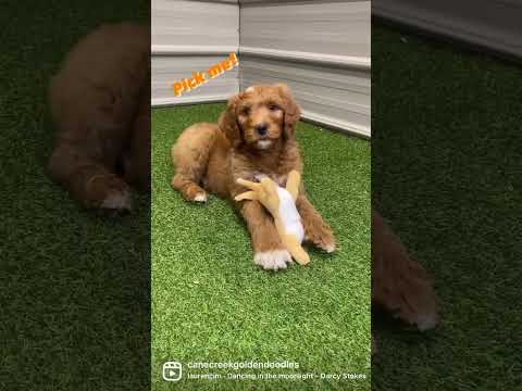 Orange boy from Layla x Brady’s litter of medium multigenerational Goldendoodles