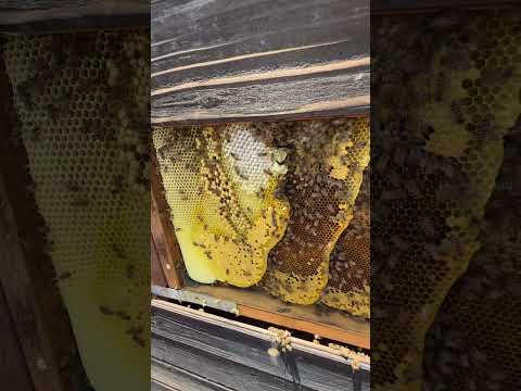 Venice Beach California Bees #bees