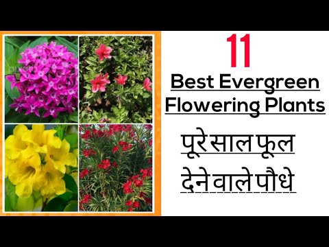 11 Best Evergreen Flowering Plants || In Hindi 🌻