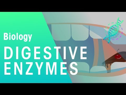 Digestive enzymes | Physiology | Biology | FuseSchool