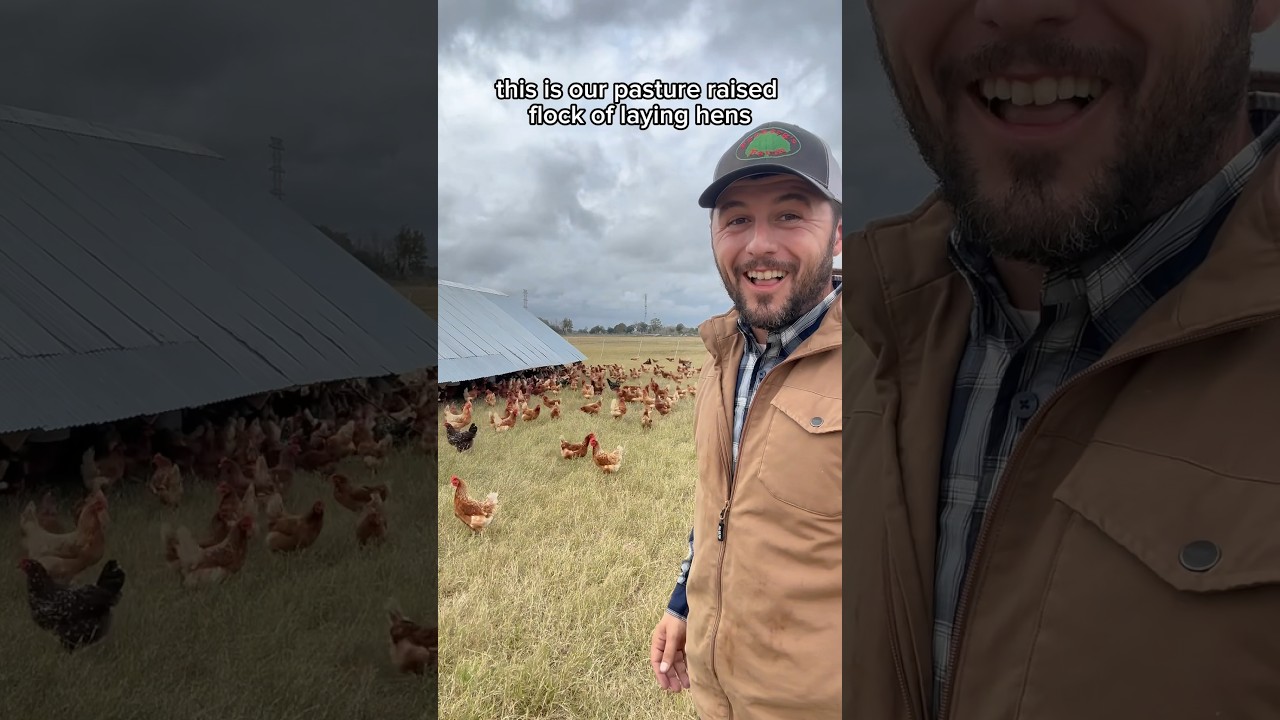 Raising Chickens on Pasture #chickens #raisingchickens