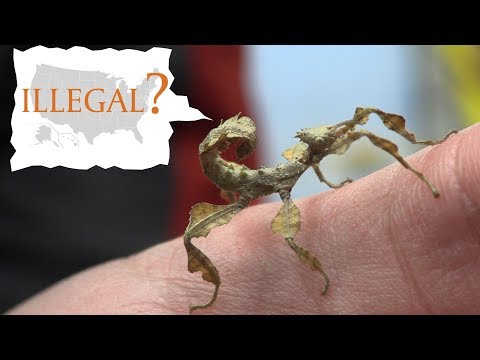 How to Legally Keep Exotic Insects: APHIS-PPQ Permits Overview
