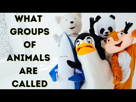 What Do You Call Groups of Animals / What Groups of Animals are Called