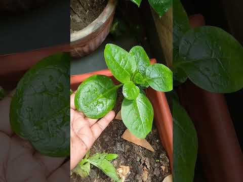 Growing Malabar spinach/poi saag in our urban garden #urbangardening #homegrown #homegrownvegetables