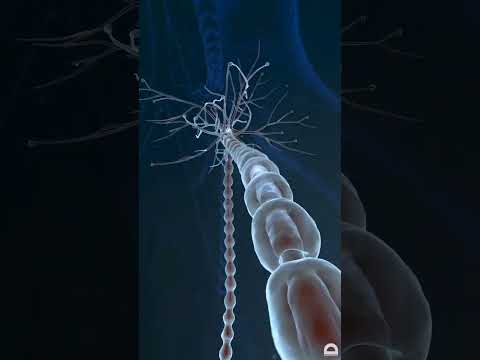 What Happens Inside YOUR Brain's Neuron Synapses?