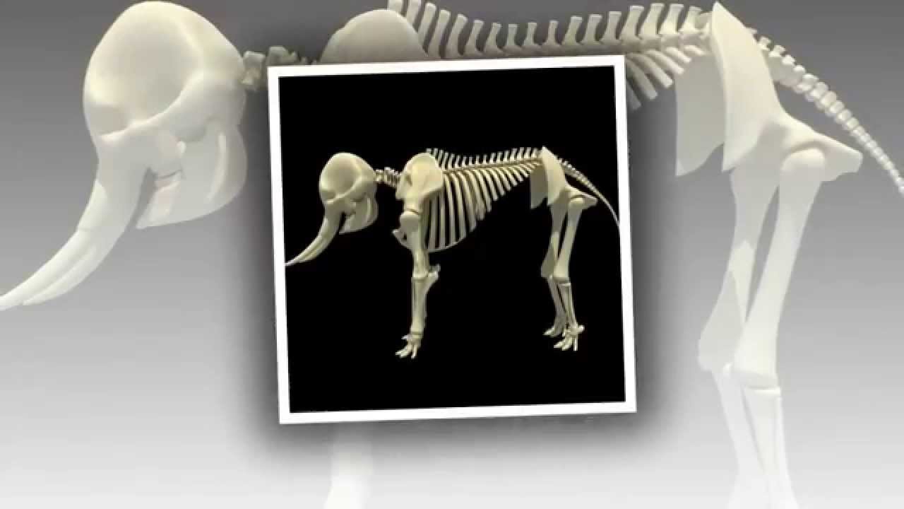 Elephant Skeleton 3D Model