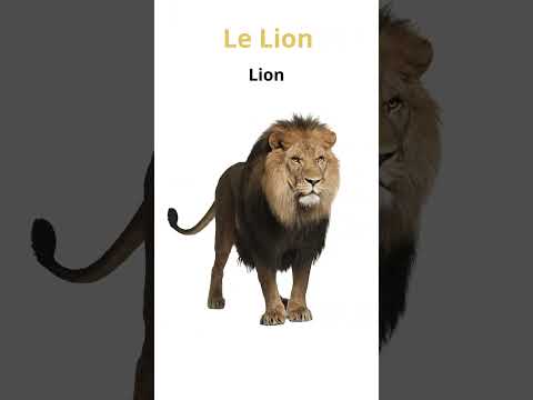 Learn French Animal Names with Catwoman Teacher! 🐰🦁🐟🐄