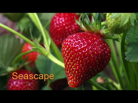 Ask Gardener Lynn: "What is the best Strawberry variety to grow?
