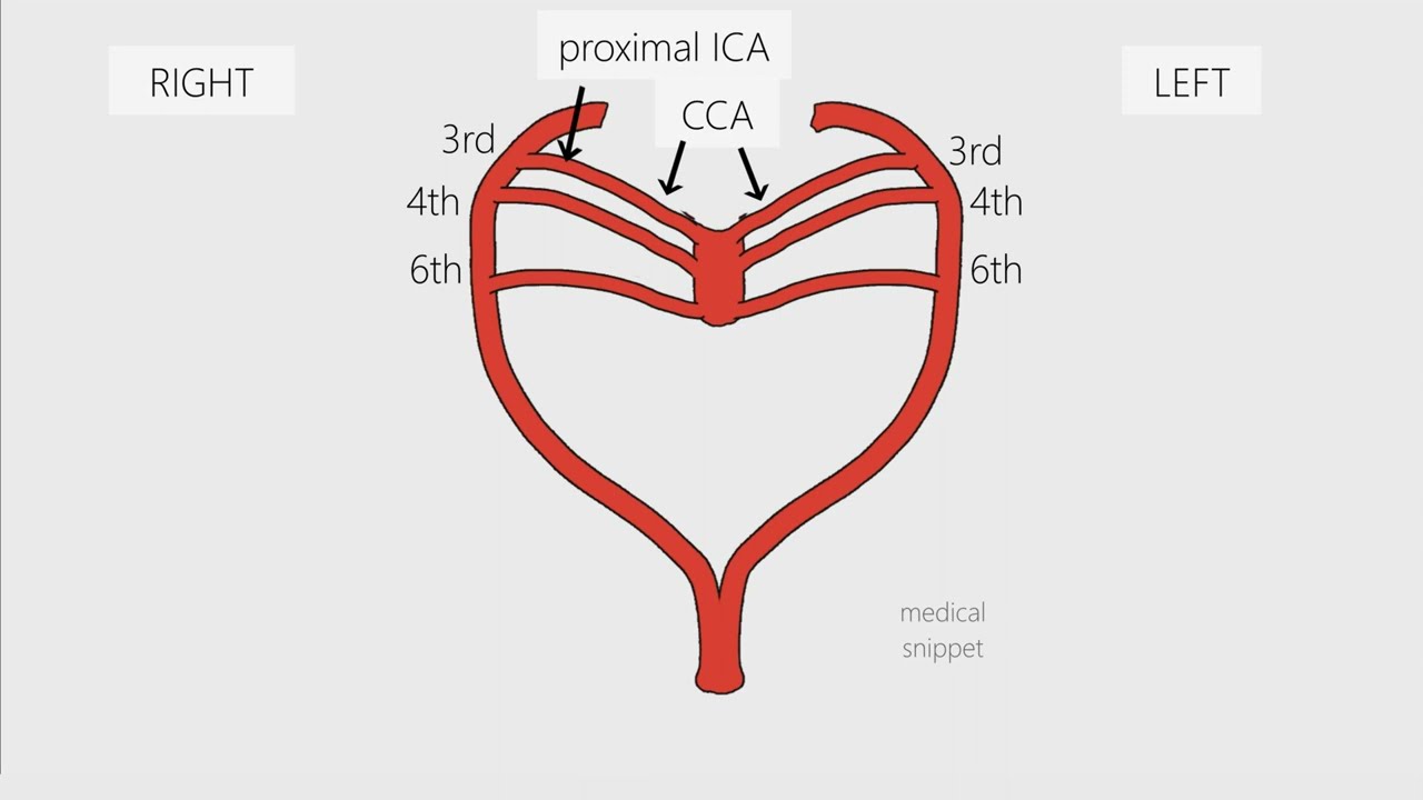 Aortic Arches - Embryology in 3 minutes