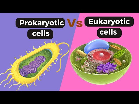 Prokaryotic cell Vs Eukaryotic cells|| Difference between prokaryotic and eukaryotic cell