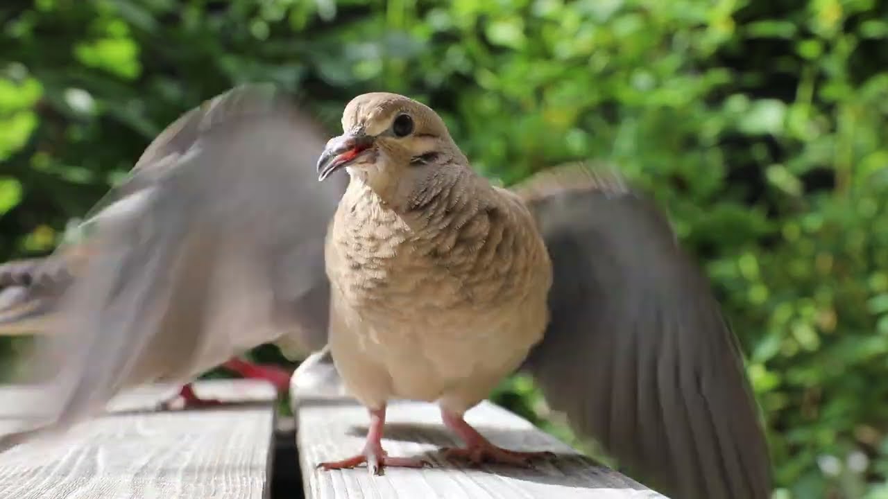 Baby Mourning Dove close up