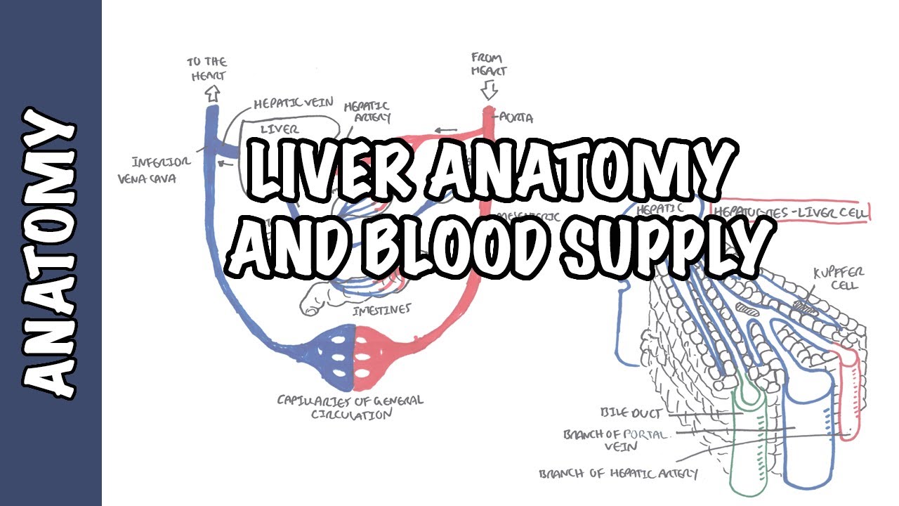 Liver Anatomy and Blood Supply