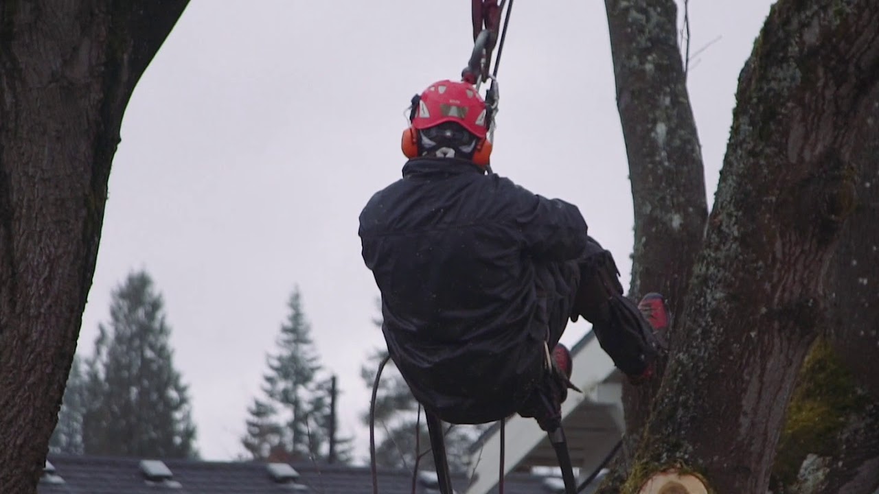 Arborist Jobs at Urban Forest Pro Portland Tree Service
